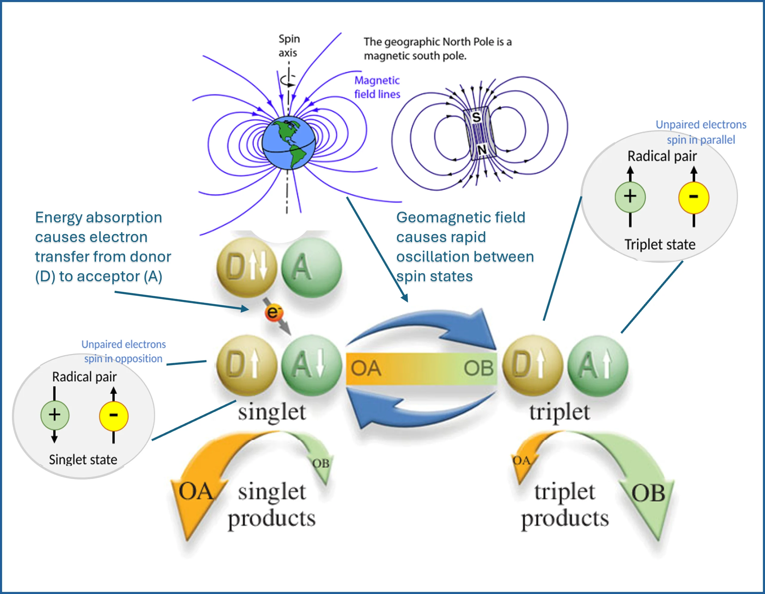 Do Cells Use a Quantum Compass to Heal Wounds? - The International ...
